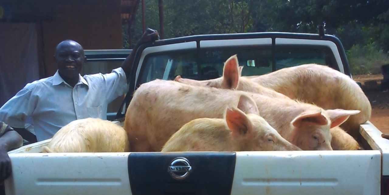 CAR: pig farming is revived by genetics | COOPI
