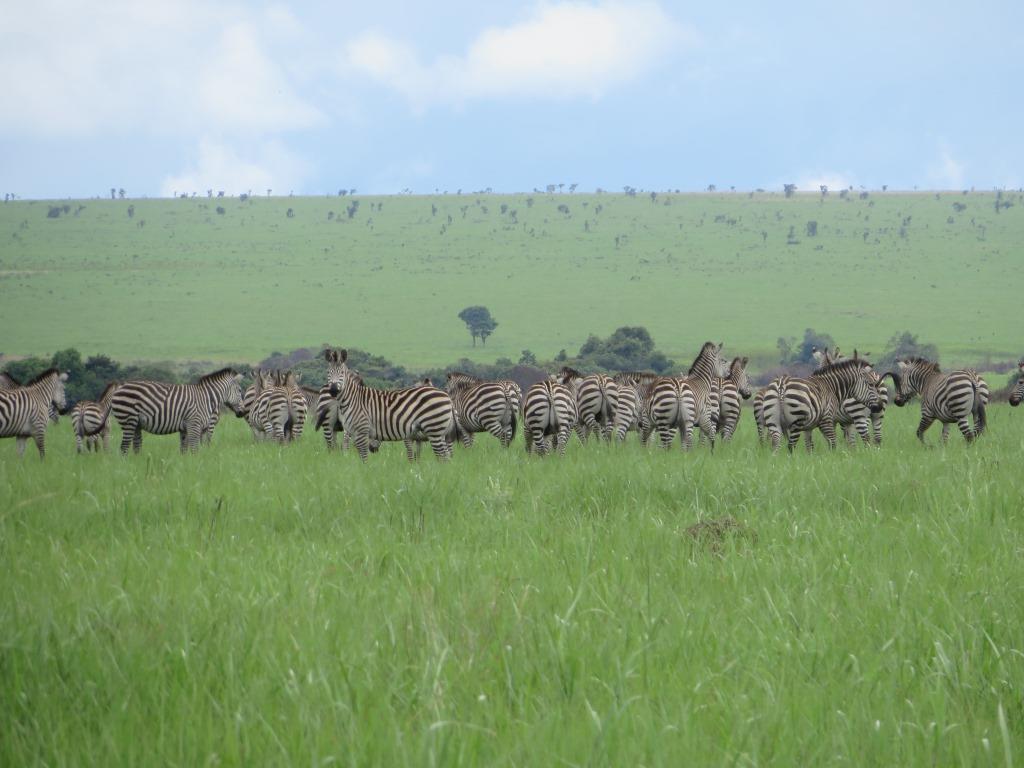 DRC, environmental protection and food security for sustainable growth ...